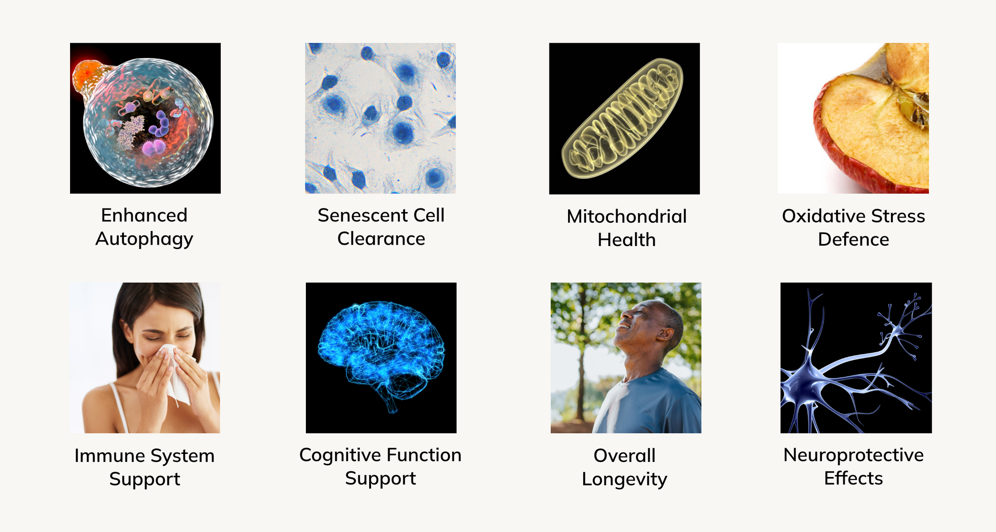 Cell Primer Science – AVEA